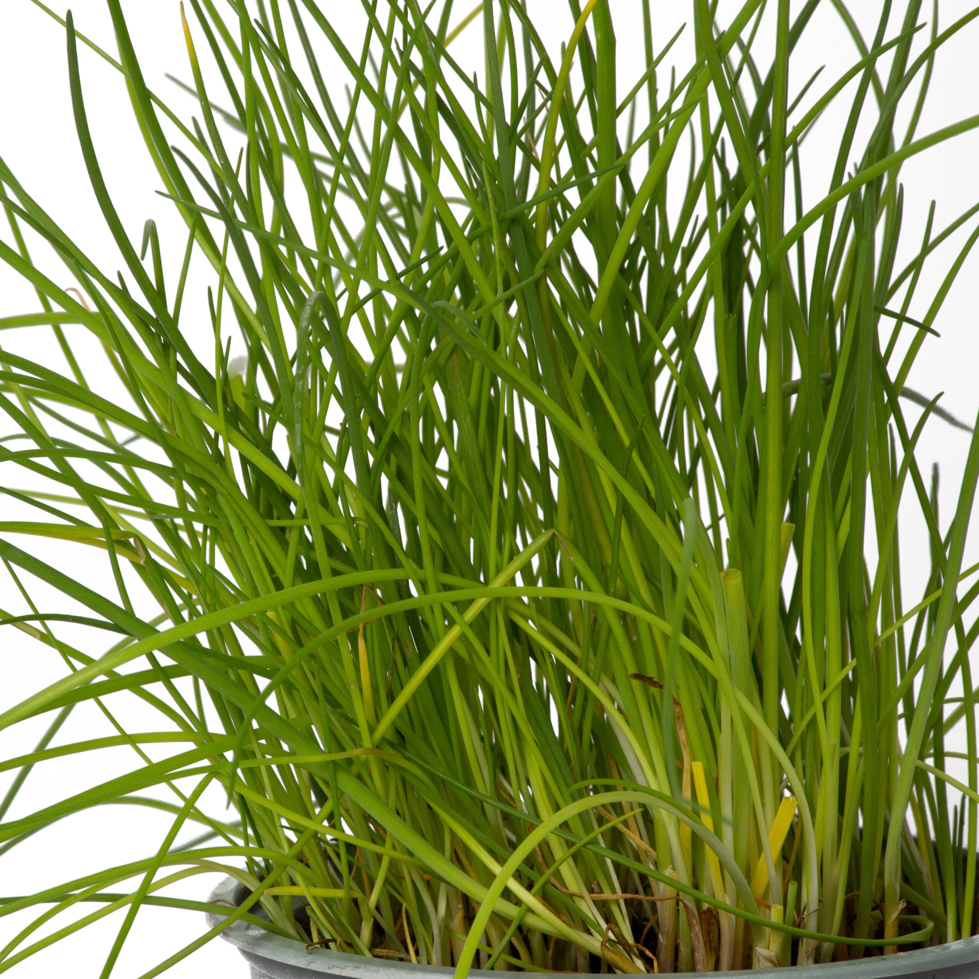 Arpagic, Allium schoenoprasum, planta aromatica naturala, in ghiveci ...