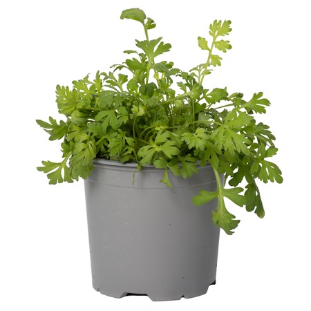 Pelin, Artemisia absinthium, planta medicinala aromatica, in ghiveci ...