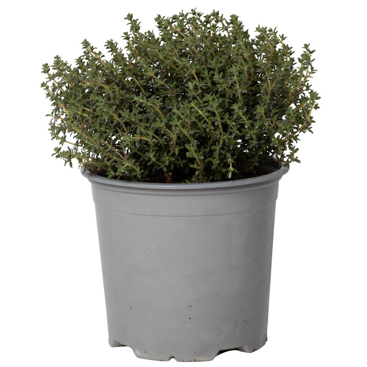 Cimbru de gradina, Thymus vulgaris, planta aromatica mediteraneana, in ...