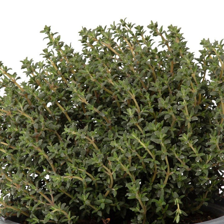 Cimbru de gradina, Thymus vulgaris, planta aromatica mediteraneana, in ...