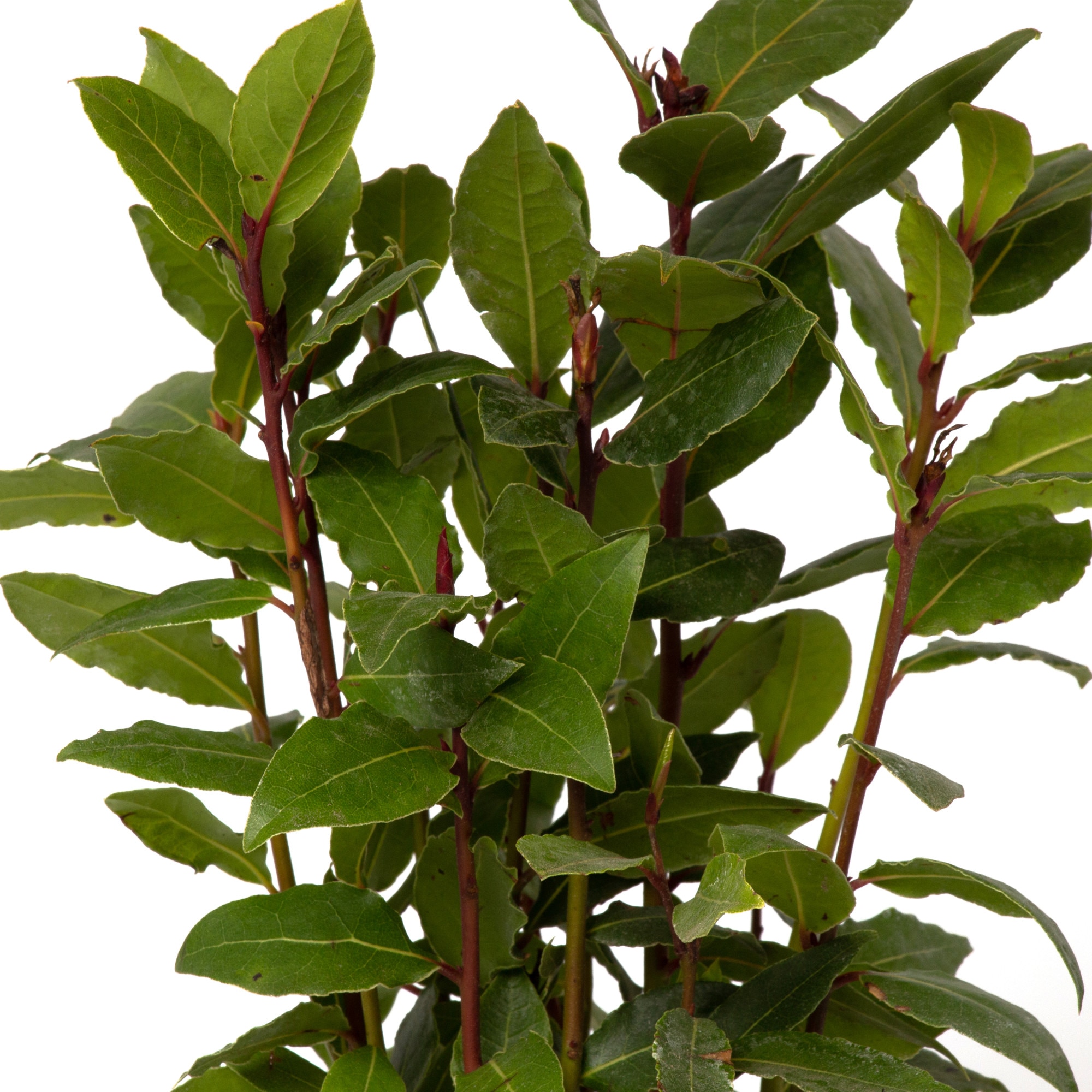 Dafin, Laurus nobilis, arbust vesnic verde, aromatic, in ghiveci P14, H ...