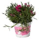 Garofita roz, Dianthus 'Early Love', planta naturala decorativa, in ...