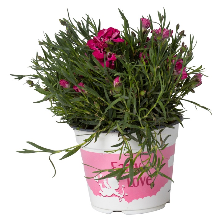 Garofita roz, Dianthus 'Early Love', planta naturala decorativa, in ...