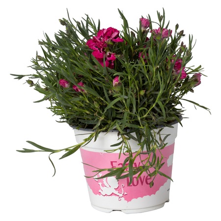 Garofita roz, Dianthus 'Early Love', planta naturala decorativa, in ...