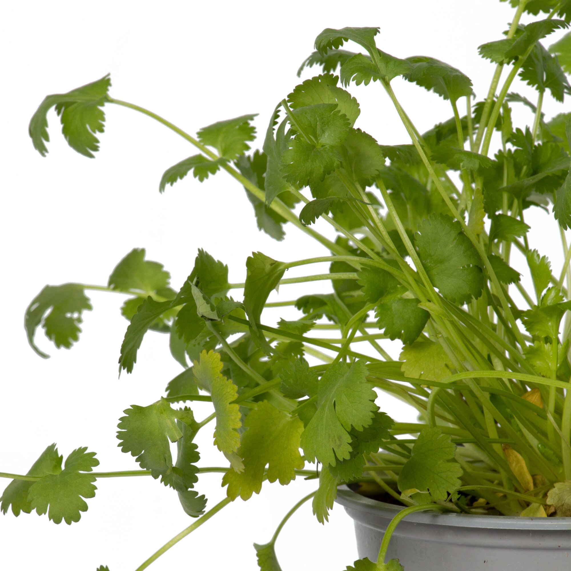 Patrunjel, Petroselinum cripsum, planta aromatica, in ghiveci P14, H 10 ...