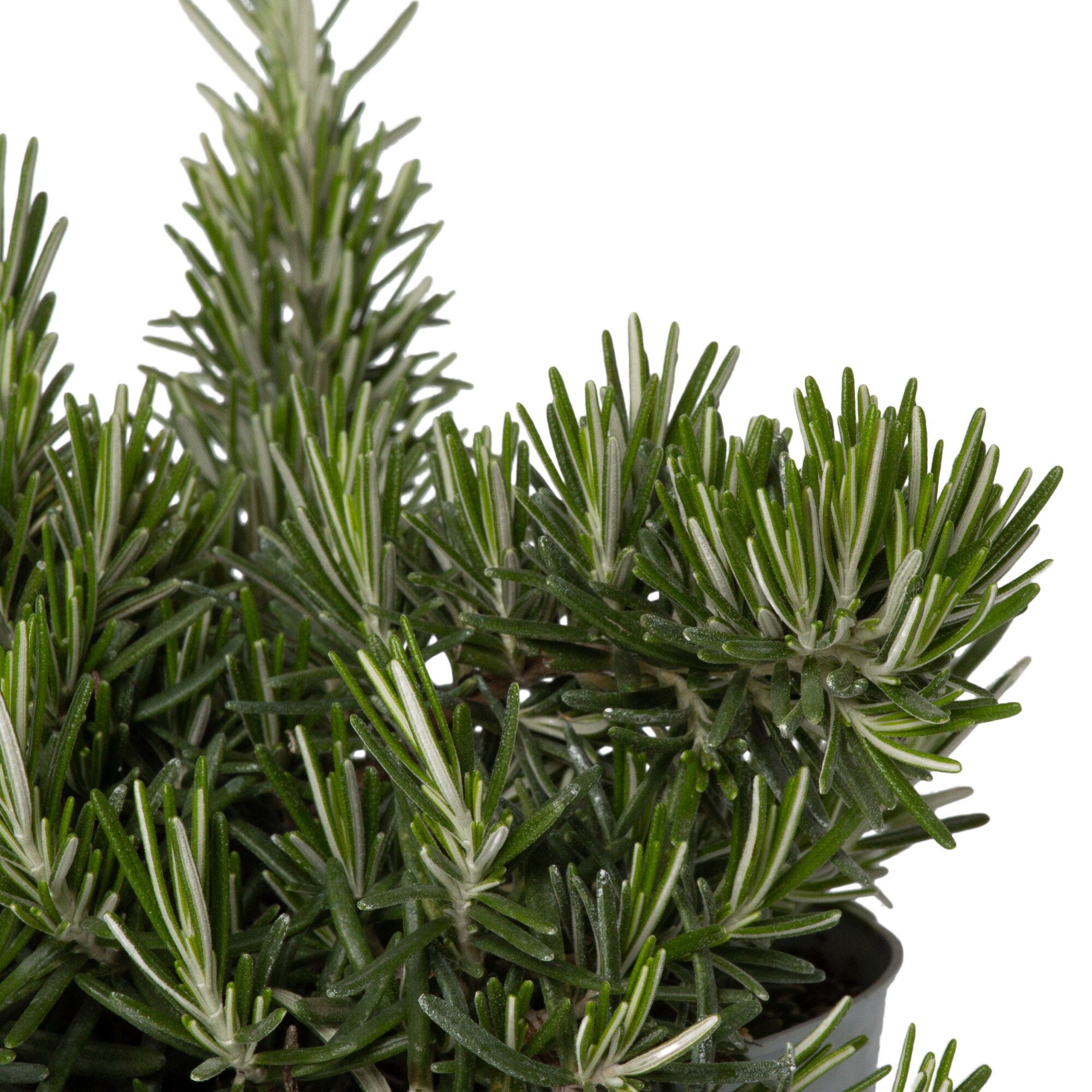 Rozmarin, Rosmarinus repens, planta aromatica culinara, in ghiveci P14 ...