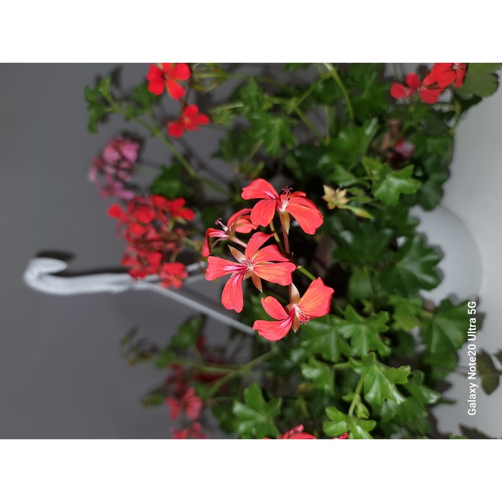 Muscata curgatoare tiroleza, planta cu flori in ghiveci, 27 cm - eMAG.ro