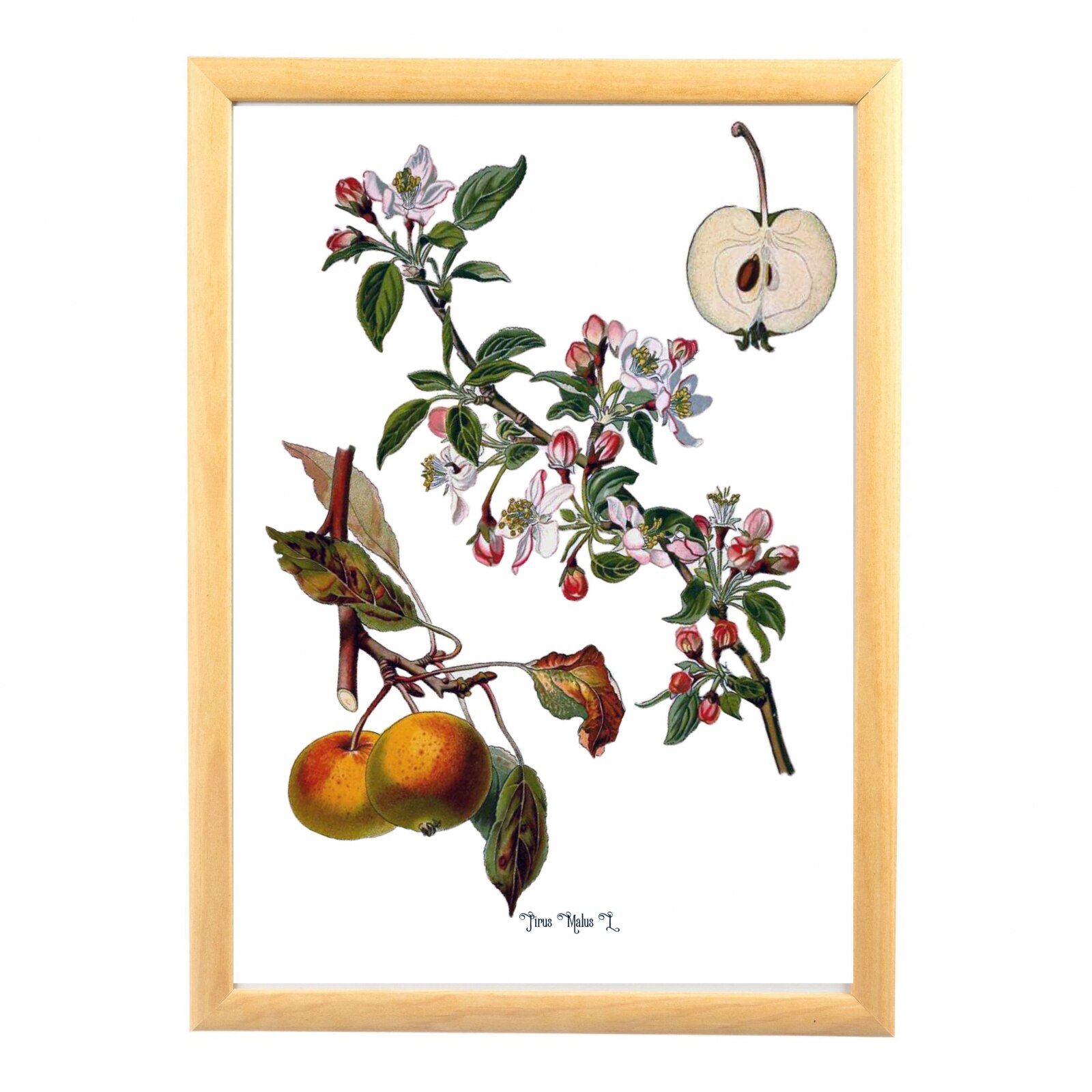 Pachet cadou: Tablou MAR, print desen botanic vintage, cu o felicitare ...