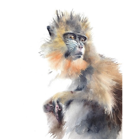 Poster, Maimuta, 30x40 - eMAG.ro