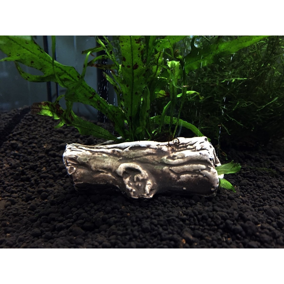 Radacina Pentru Plante, Aqua Nova, S, 7,5X5,5X3cm - eMAG.ro