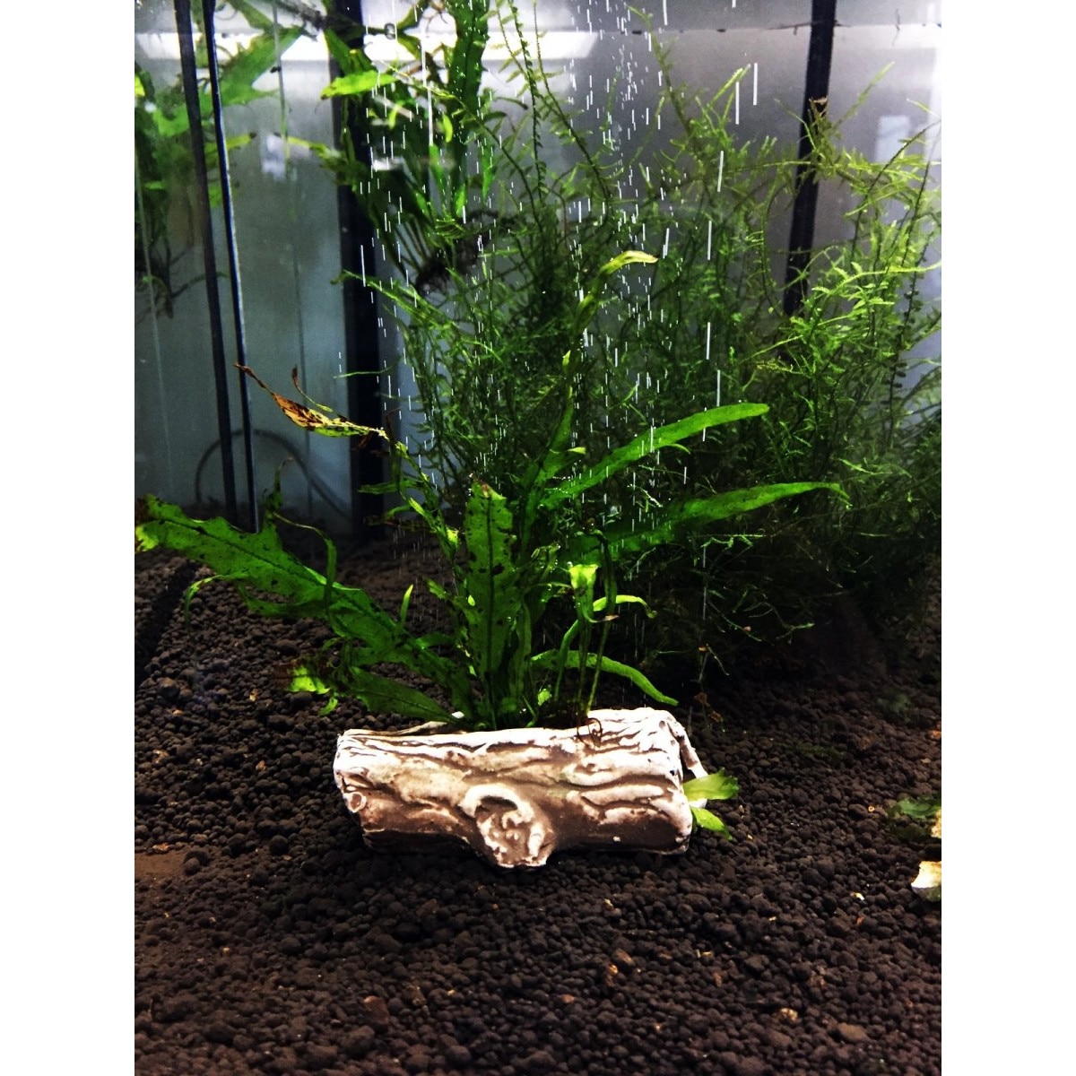 Radacina Pentru Plante, Aqua Nova, S, 7,5X5,5X3cm - eMAG.ro