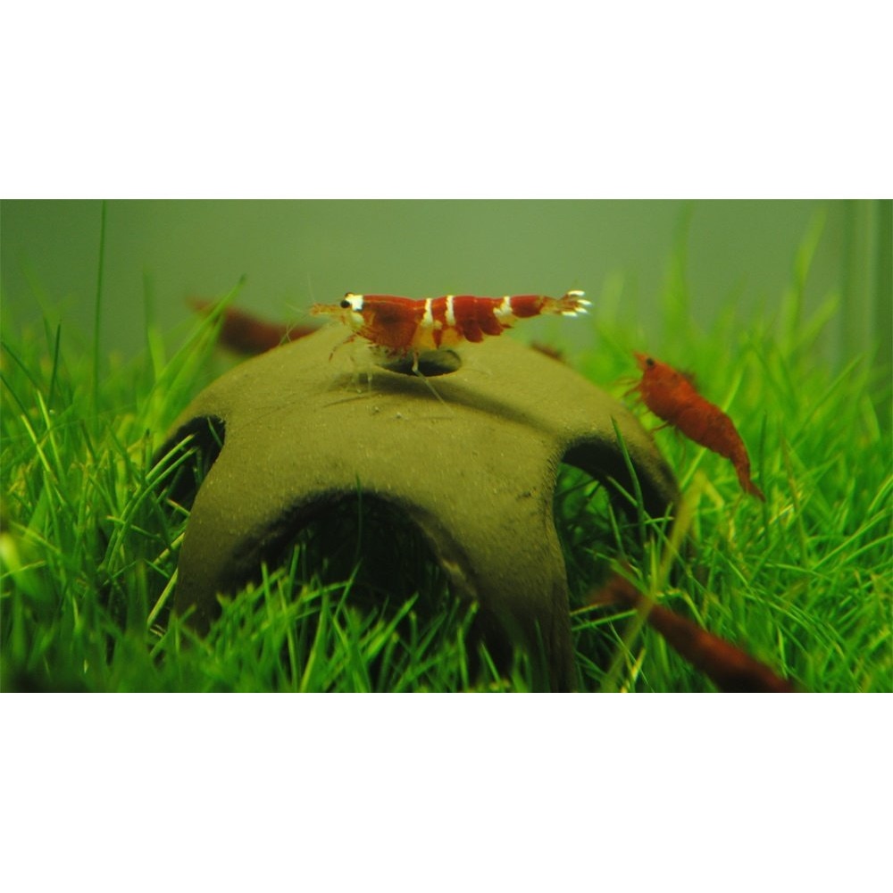 Decor acvariu, Aqua Nova, Pentru creveti, 50 mm - eMAG.ro