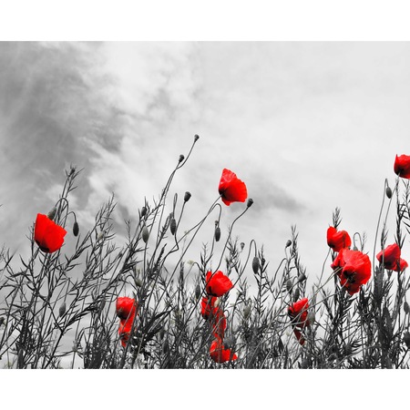 Tablou canvas Maci rosii 9603, panza 360g pe sasiu lemn 90cm x 120cm ...