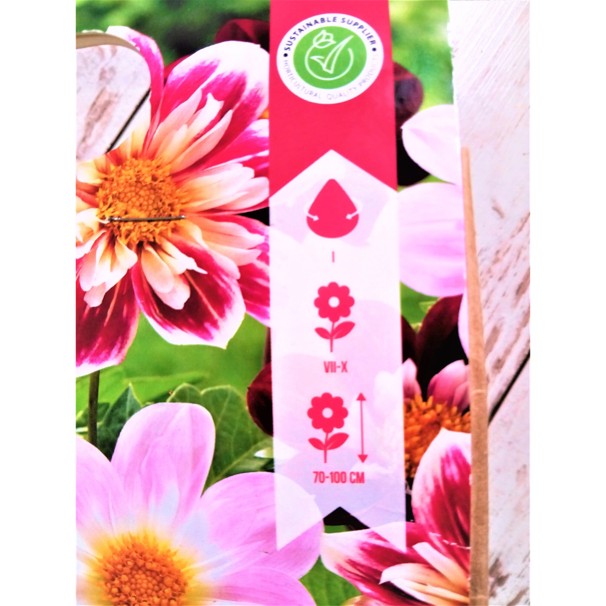 Bulbi de flori, Dalia Georginia, Mix - eMAG.ro