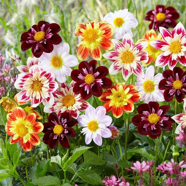 Bulbi de flori, Dalia Georginia, Mix - eMAG.ro