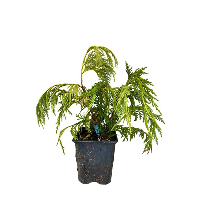 Chiparos, Chamaecyparis Pendula, 20-30 cm - eMAG.ro