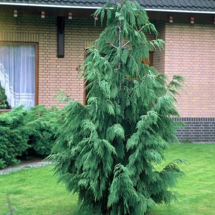 Chiparos, Chamaecyparis Pendula, 20-30 cm - eMAG.ro