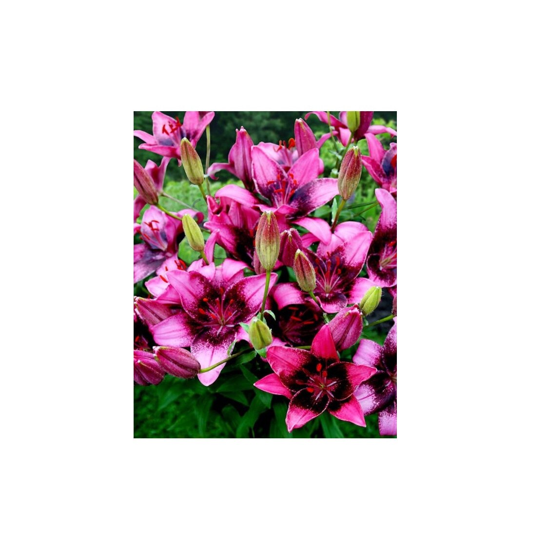 Bulbi de crin asiatic, Botanik, Purple dream, 1 bucata - eMAG.ro