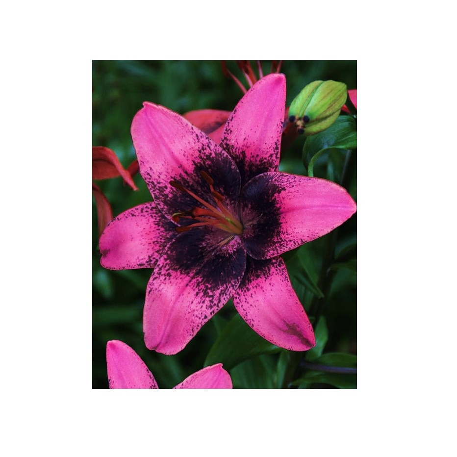 Bulbi de crin asiatic, Botanik, Purple dream, 1 bucata - eMAG.ro