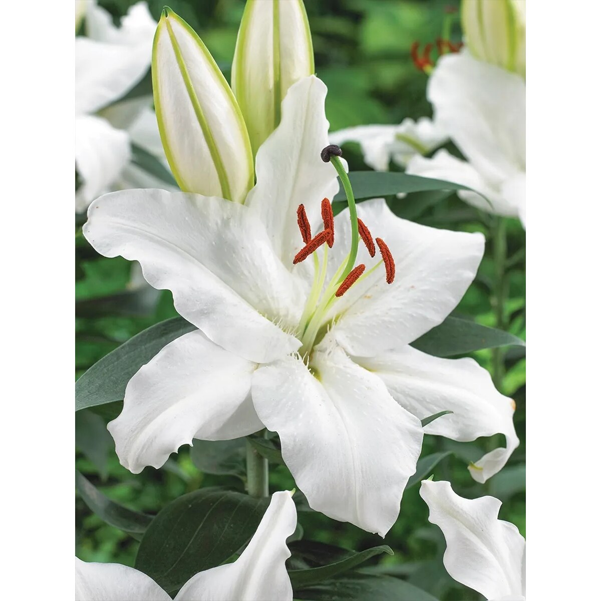 Bulbi de crin, Botanik, Siberia Oriental, 1 bucata - eMAG.ro