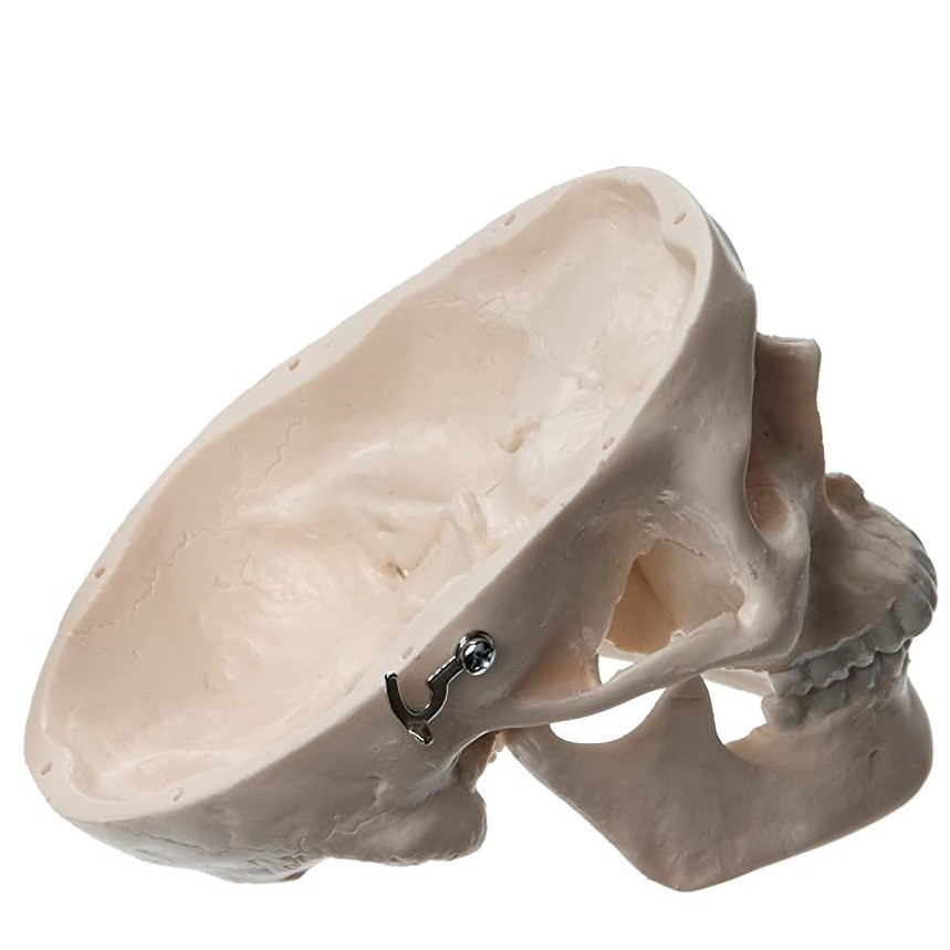 Model pedagogic de craniu anatomic, Deluxe, din 3 parti, cu capac ...