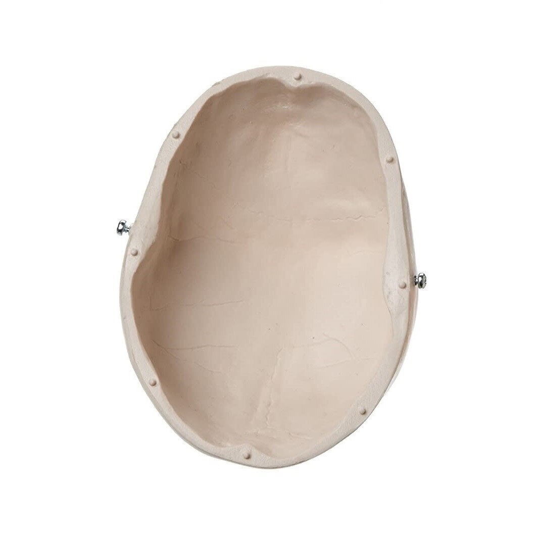 Model pedagogic de craniu anatomic, Deluxe, din 3 parti, cu capac ...