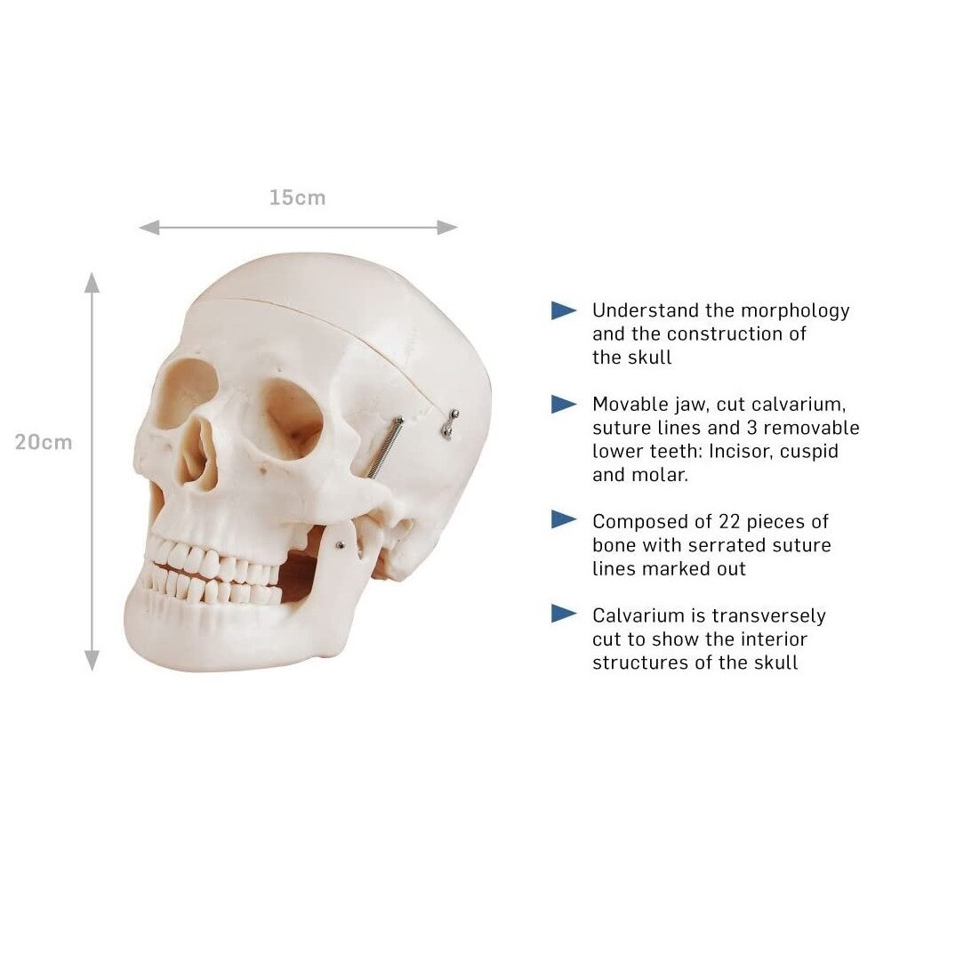 Model pedagogic de craniu anatomic, Deluxe, din 3 parti, cu capac ...