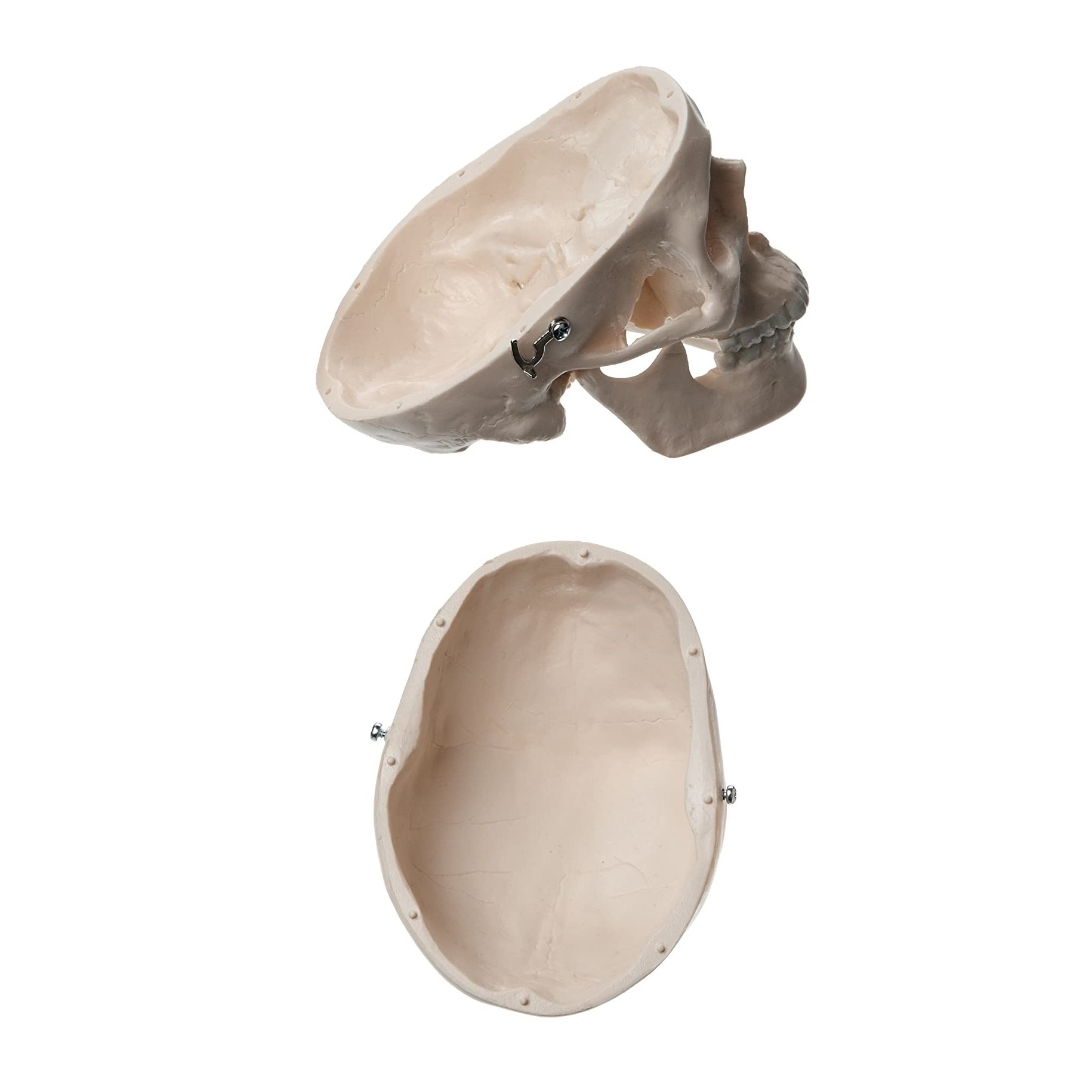 Model pedagogic de craniu anatomic, Deluxe, din 3 parti, cu capac ...