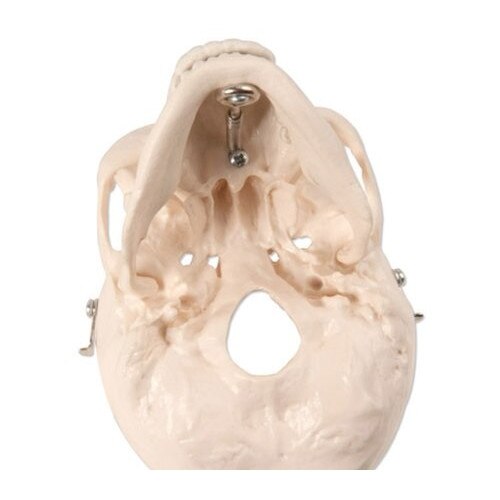 Model pedagogic de craniu anatomic, Deluxe, din 3 parti, cu capac ...