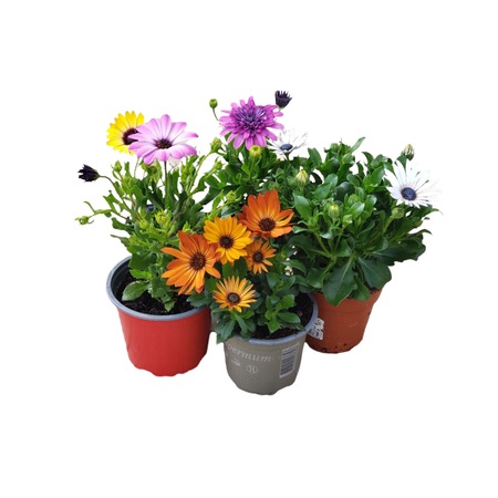 Set 5 Margarete africane, diverse culori, 12 cm - eMAG.ro