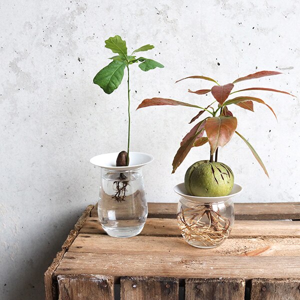 Set Accesorii plante, Botanopia, cu 4 elemente pentru germinarea ...
