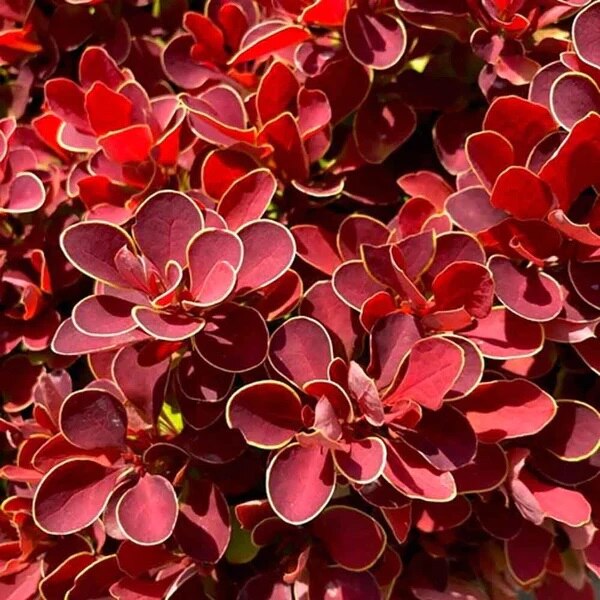 Dracila - Berberis Ruby Star 15-20 cm - eMAG.ro