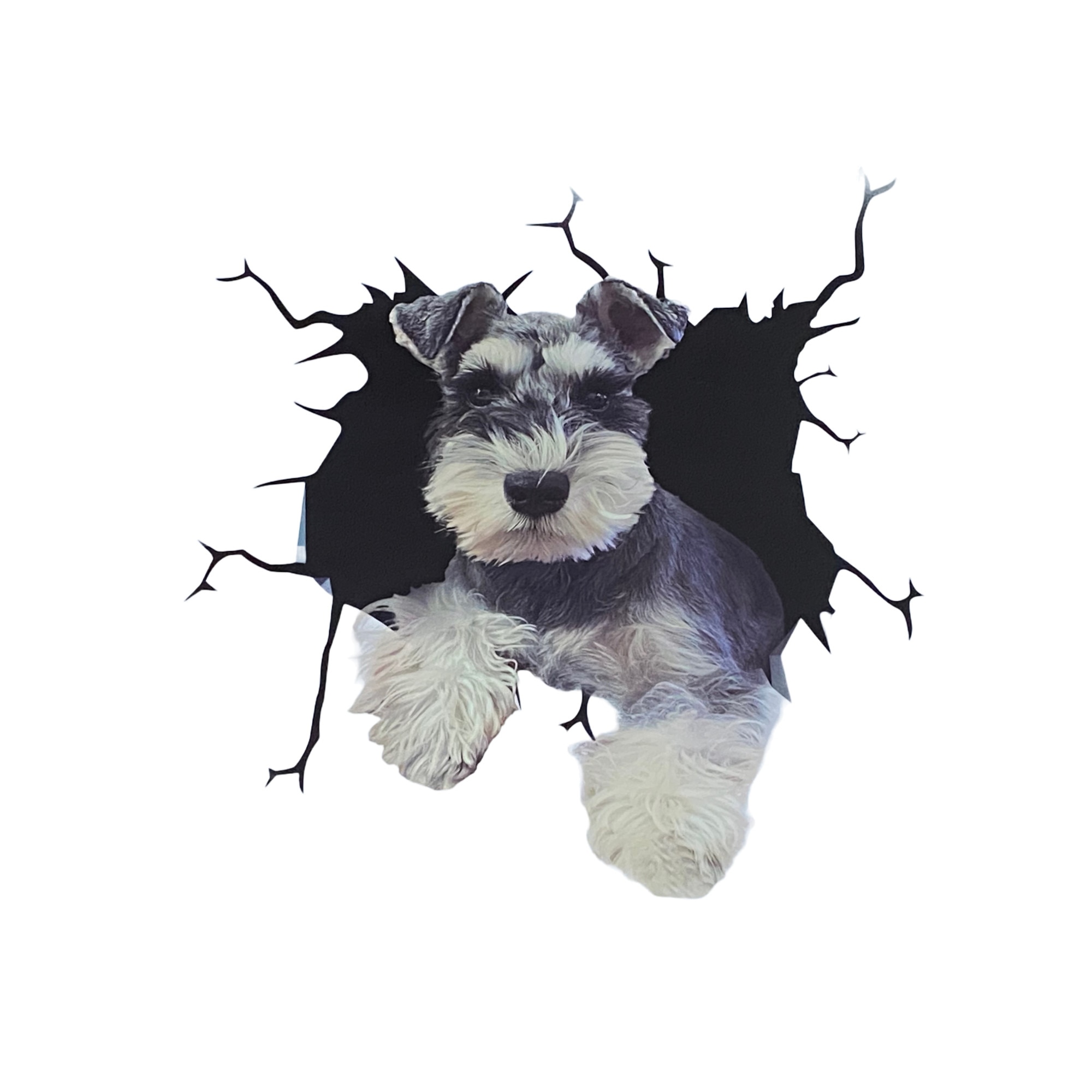 Abtibild luneta auto Catel, tip Sticker, 30 x 30 cm - eMAG.ro