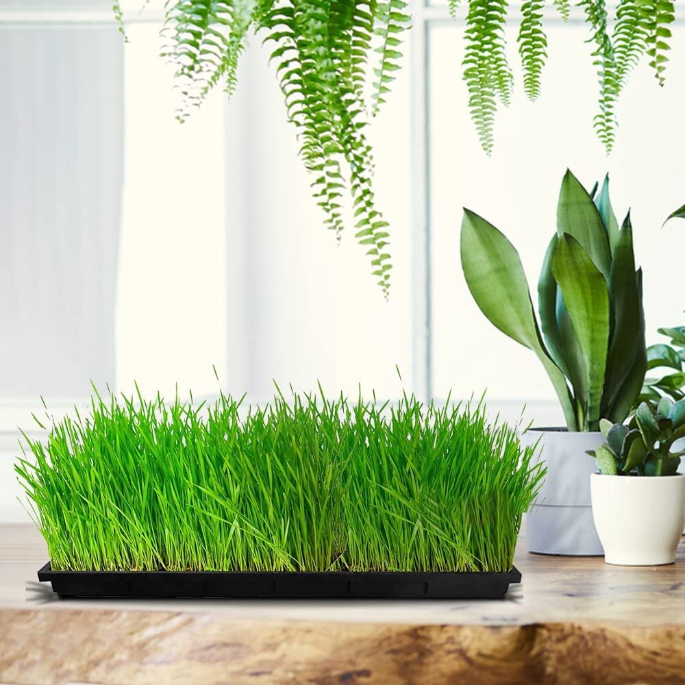 Tava pentru rasaduri, PVC, 54x28x7cm, Negru - eMAG.ro