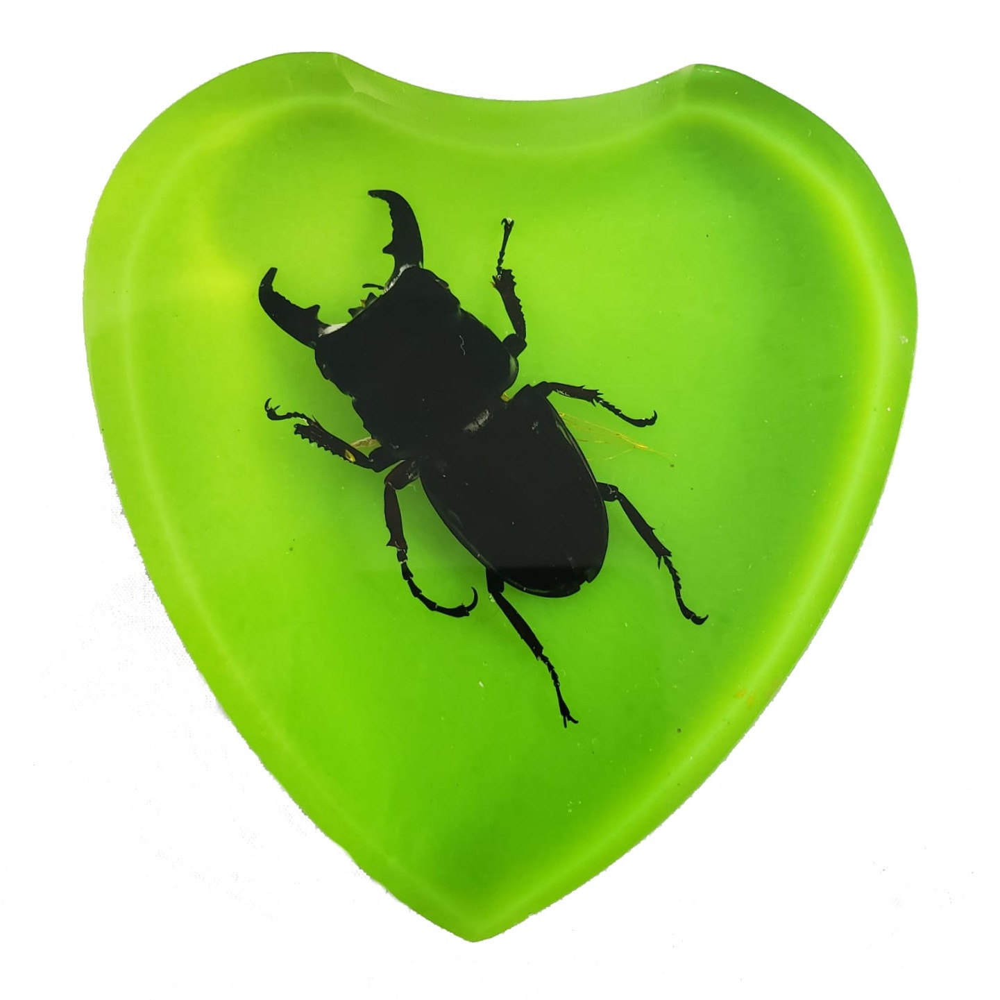 Insecte reale in rasina - Radasca uriasa - eMAG.ro