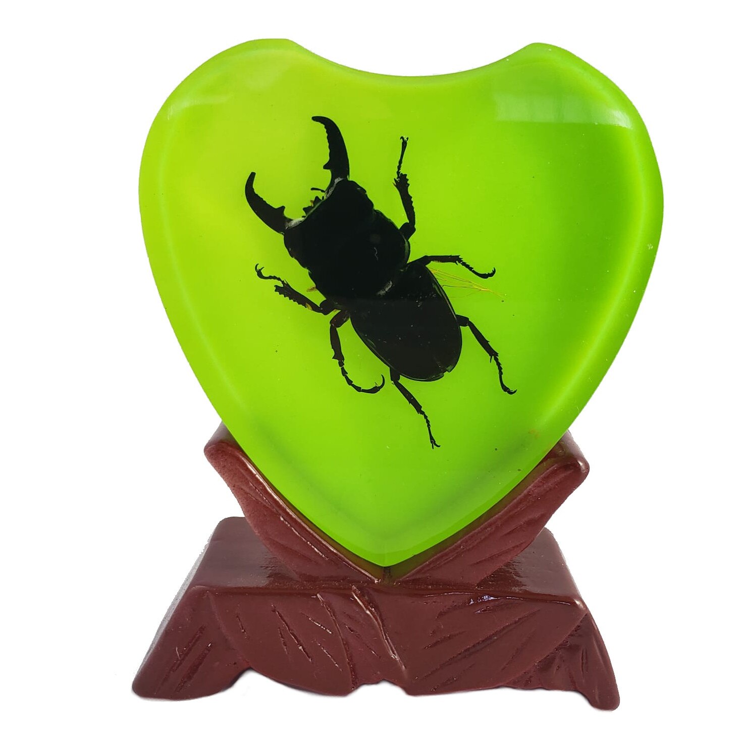 Insecte reale in rasina - Radasca uriasa - eMAG.ro