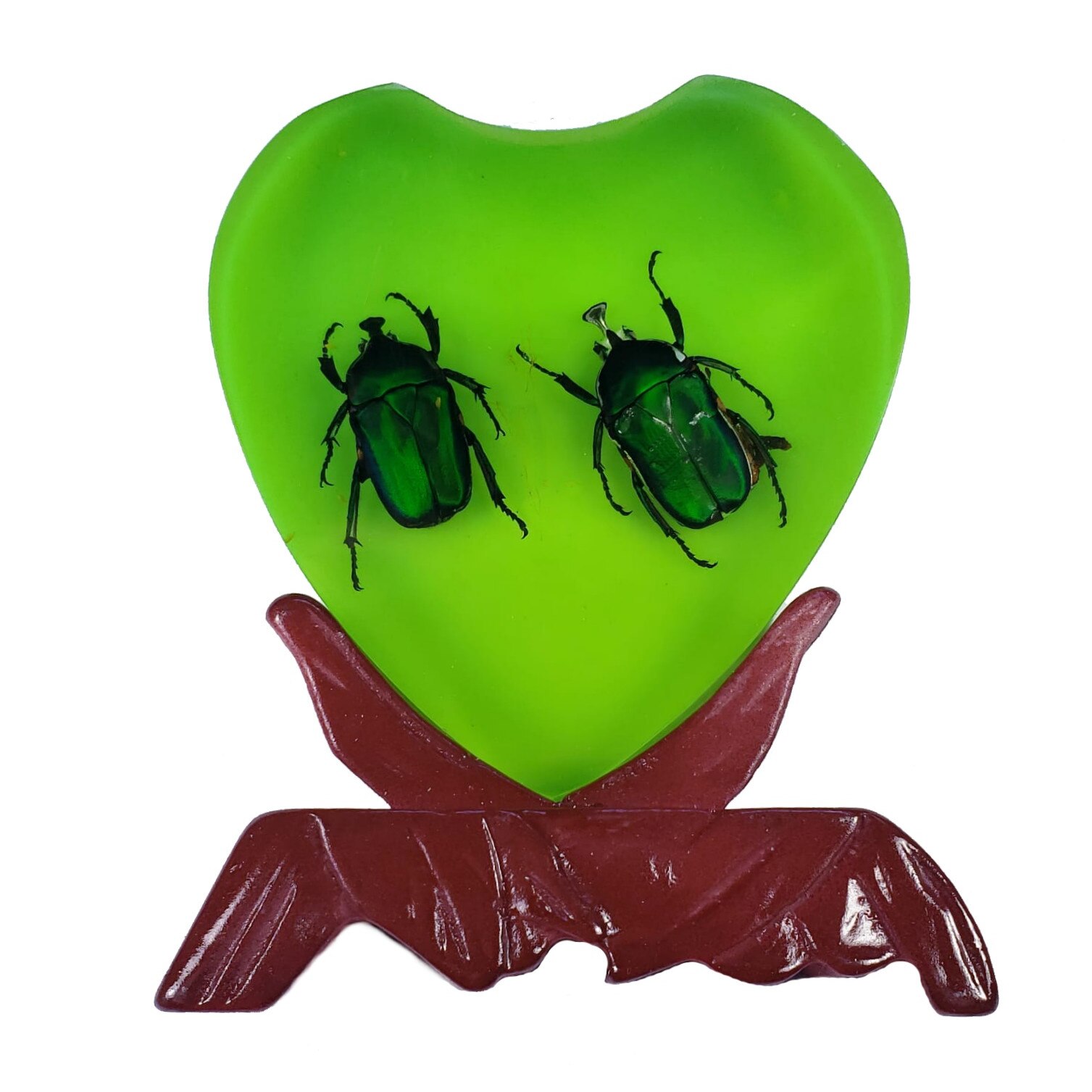 Insecte reale in rasina - Carabus - eMAG.ro