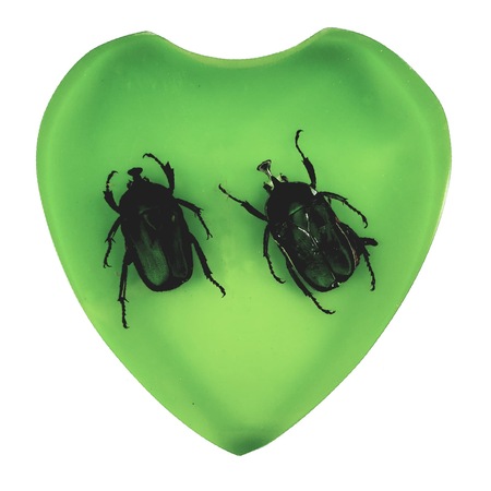 Insecte reale in rasina - Carabus - eMAG.ro