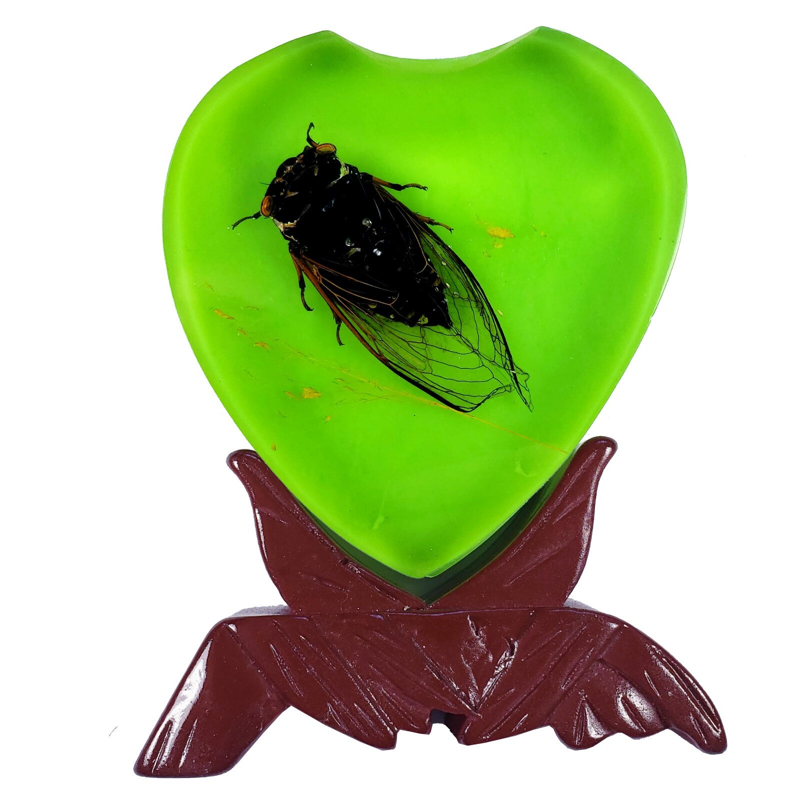 Insecte reale in rasina - Musca uriasa - eMAG.ro