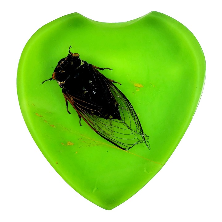 Insecte reale in rasina - Musca uriasa - eMAG.ro