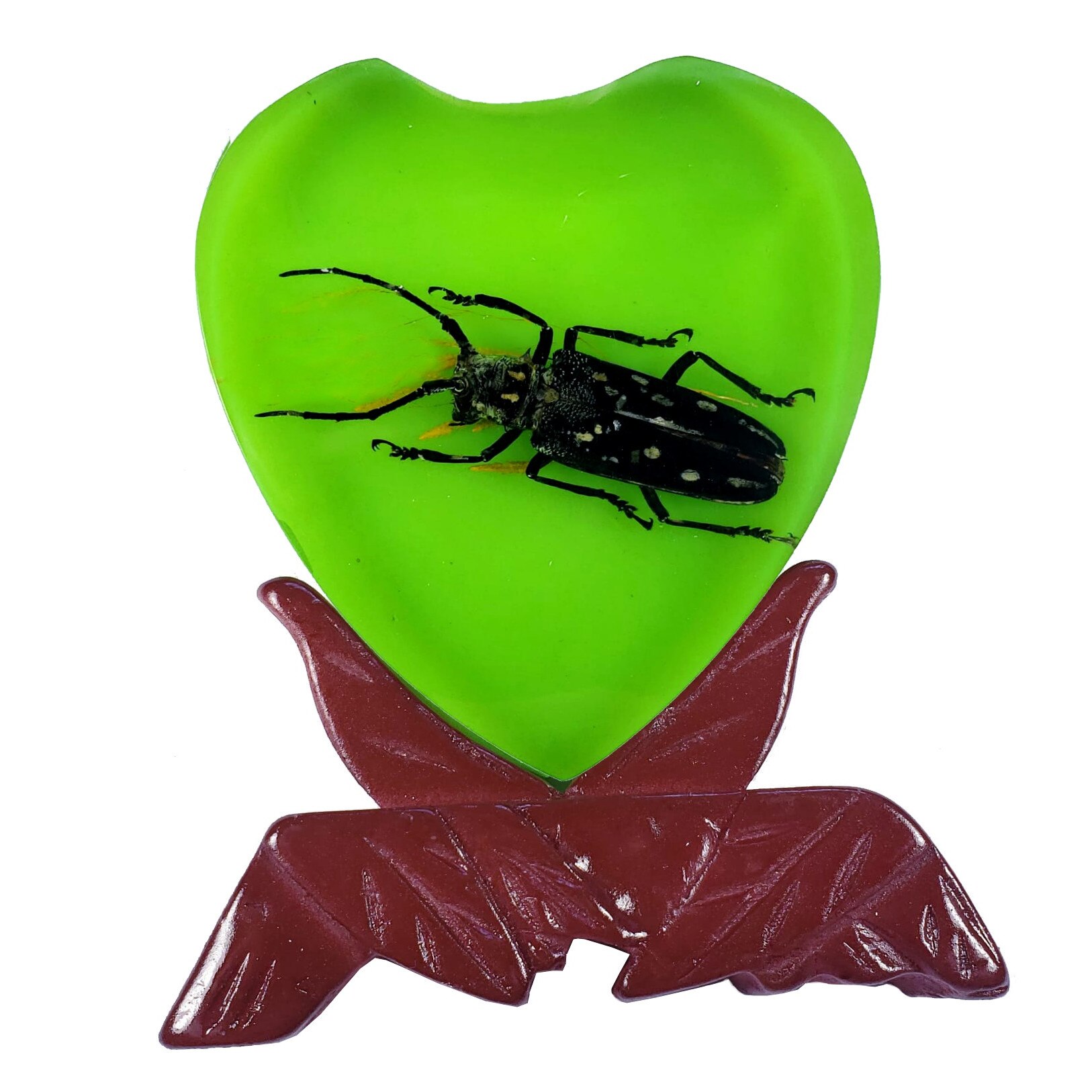 Insecte reale in rasina - Batocera - eMAG.ro