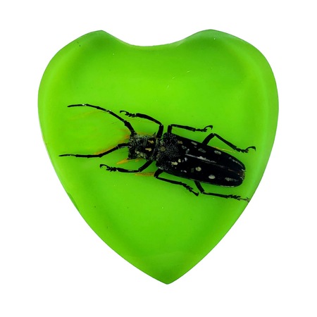 Insecte reale in rasina - Batocera - eMAG.ro