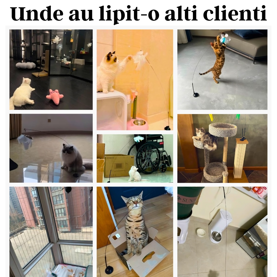 Jucarie Pisici - cu ventuza, pene colorate si clopotei, Tip Undita 90 ...