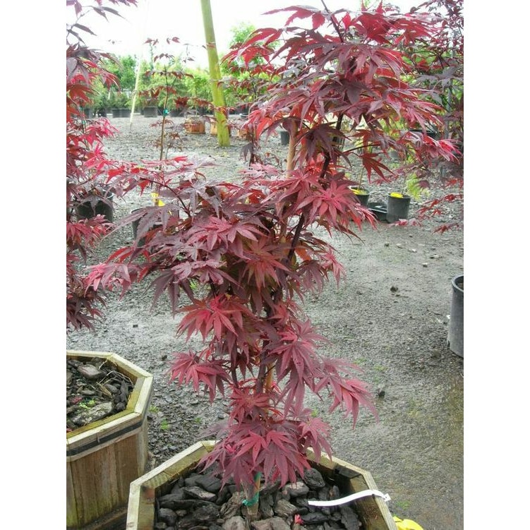 Artar japonez ”Pixie” 90 cm - eMAG.ro