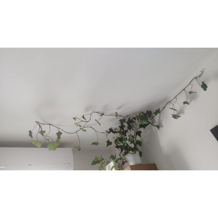 Iedera -Planta naturala, interior/exterior cu lungime aproximativ 1 ...