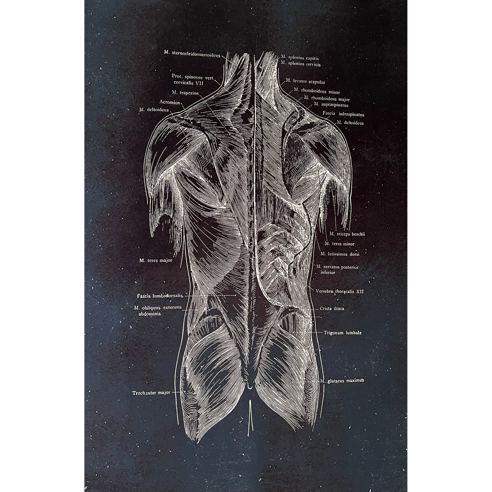 Poster ART Corp posterior - eMAG.ro