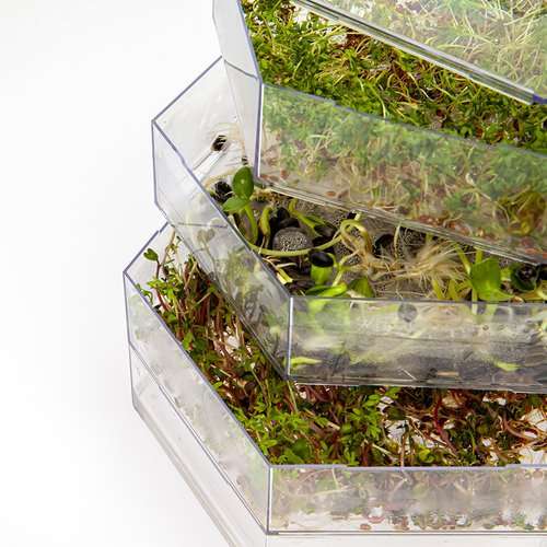 Germinator pentru seminte, Browin, Hexagon, Transparent, 17,5 x 20 x 18 ...