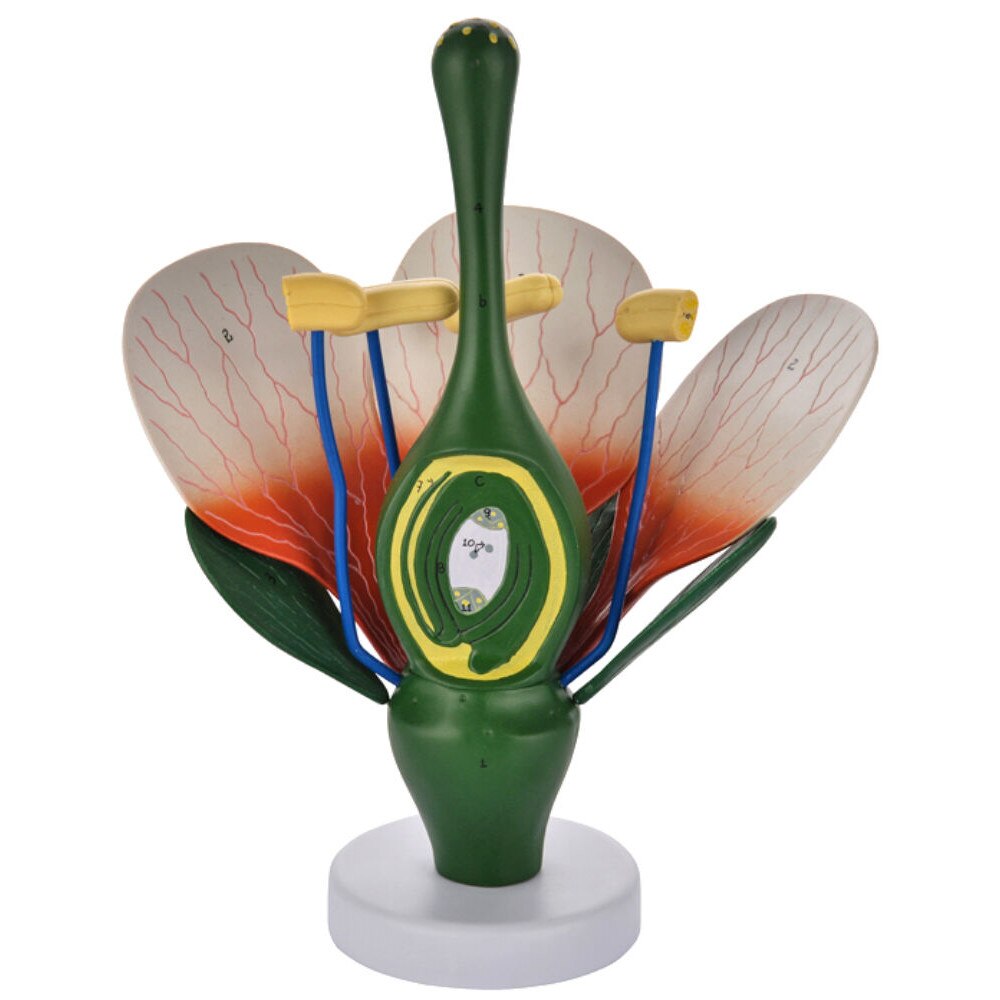 Model floare dicotiledonata - eMAG.ro