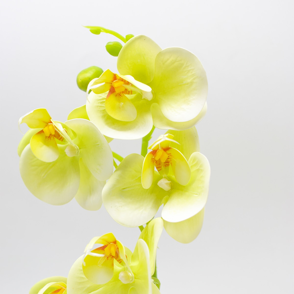 Orhidee cu aspect natural in ghiveci ceramic, 30 cm, Naimeed D4856 ...