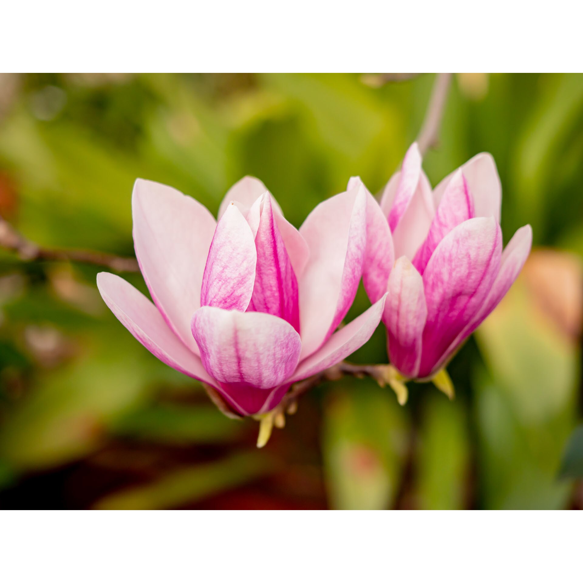 Planta naturala, Magnolia Flamingo, 80 cm - eMAG.ro